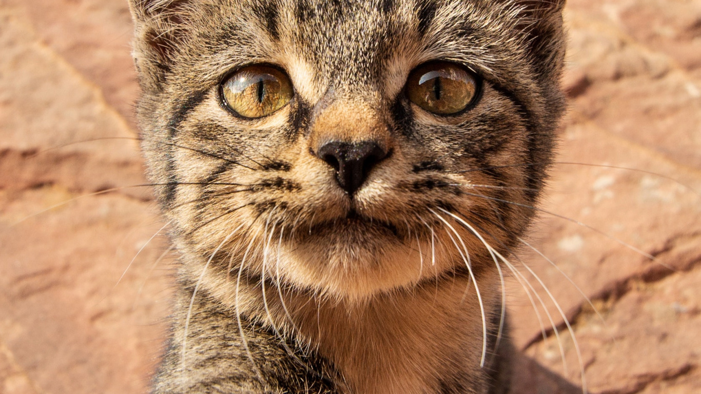 Обои оцикет, ли дракон, рысь, кот, глаз HD ready бесплатно, заставка ...