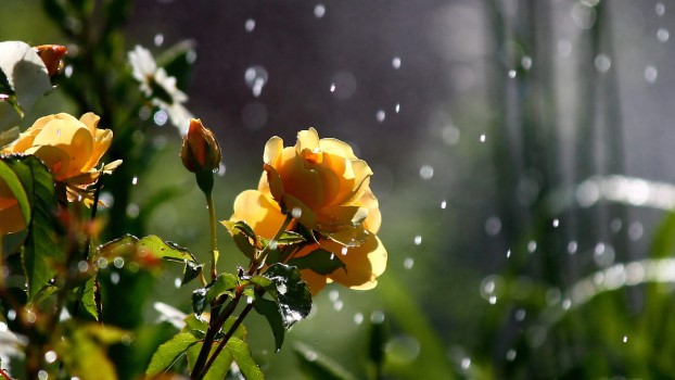 Обои цветок, Роза, сад роз, сад, растение - картинка на рабочий стол и ...